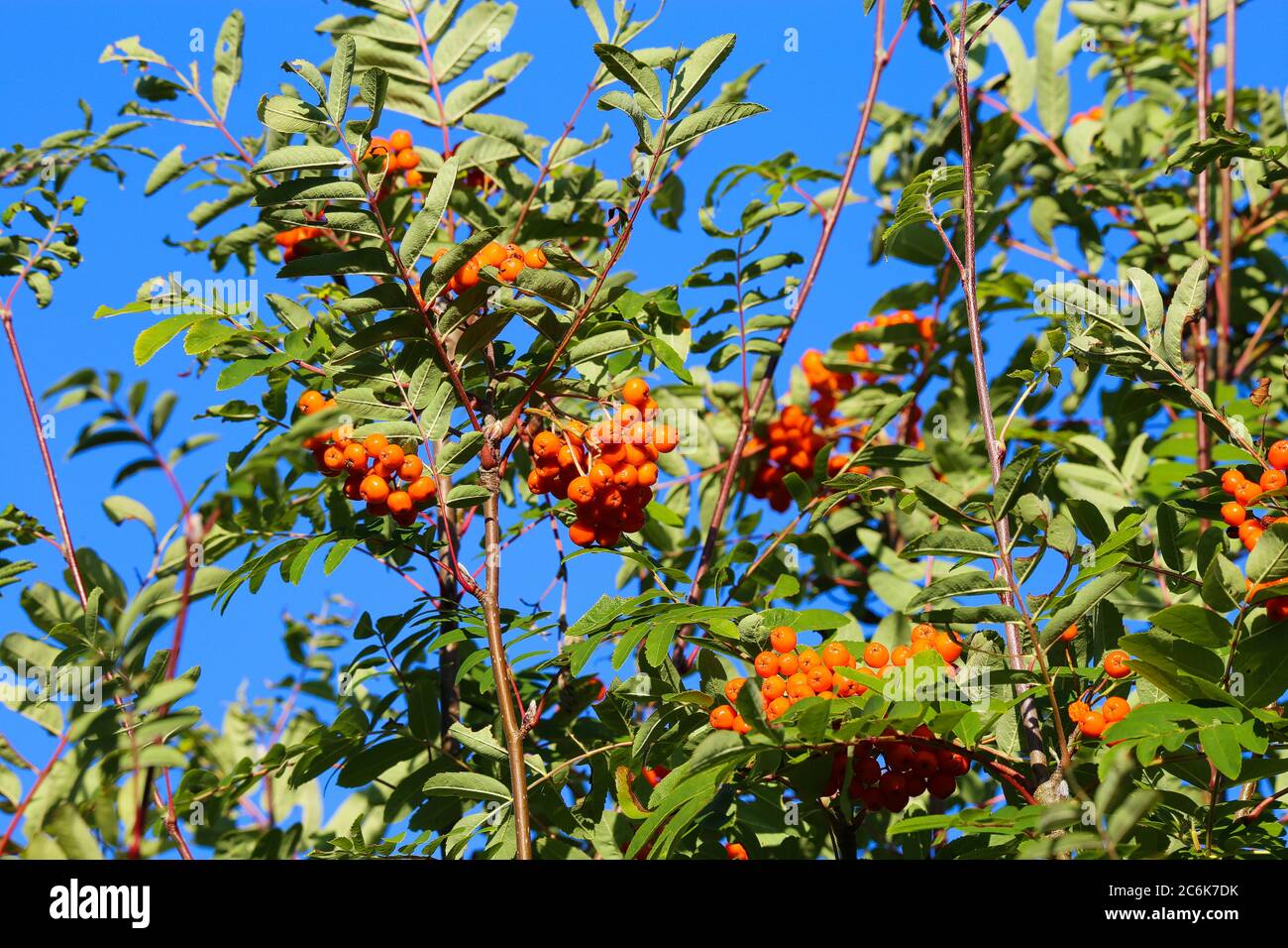 Sur une branche de rowan sorbus aucuparia avec des fruits Banque de ...