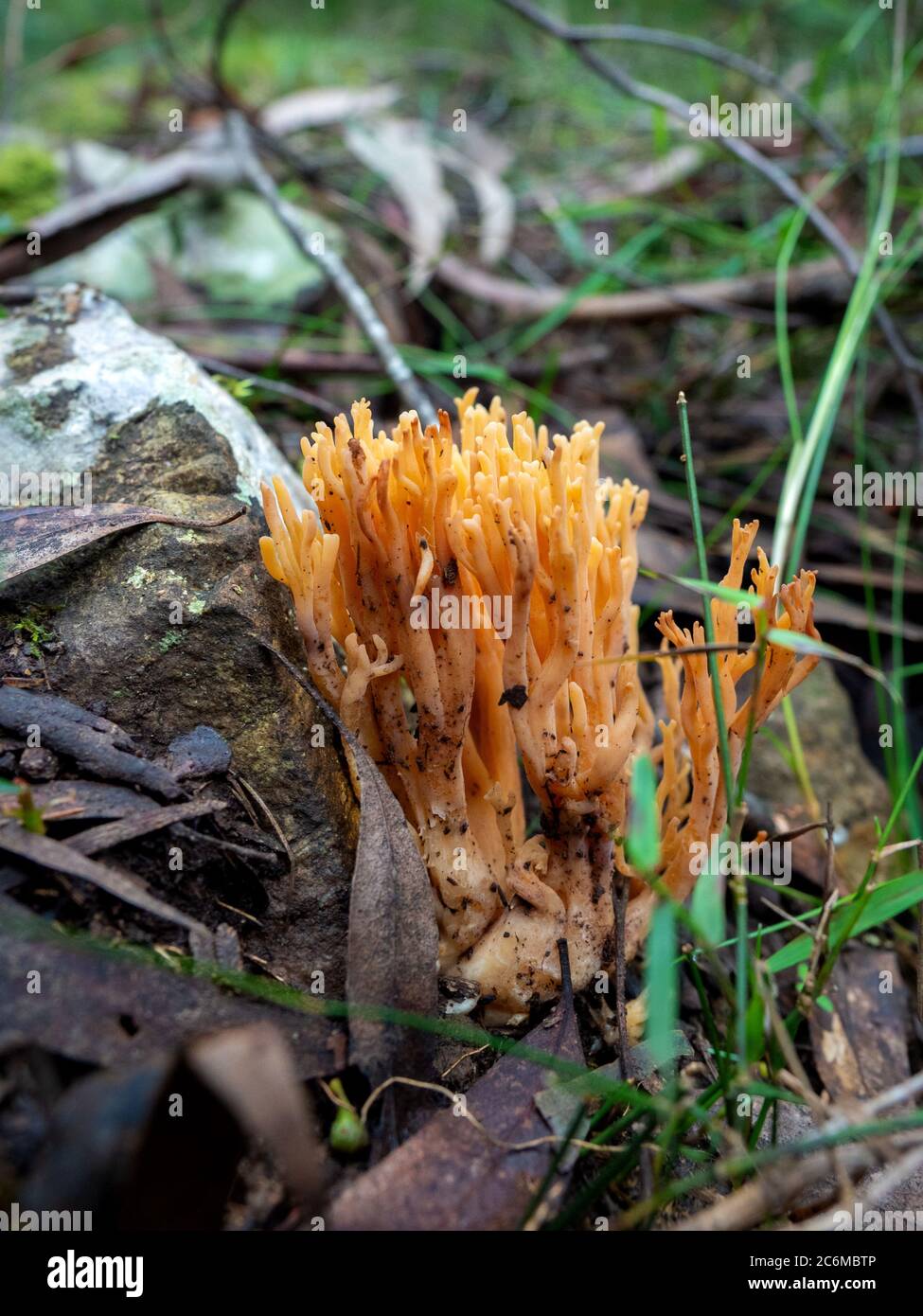 Champignon corail orange Banque de photographies et d’images à haute ...