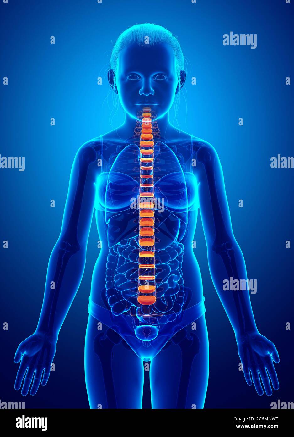 Anatomie intervertébrale du disque de la colonne vertébrale de la jeune ...