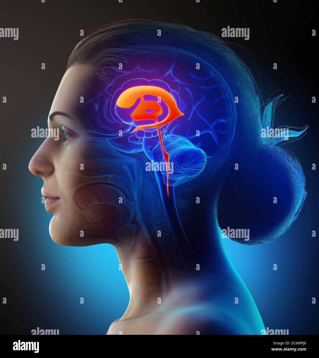 Anatomie des ventricules Banque de photographies et d’images à haute ...