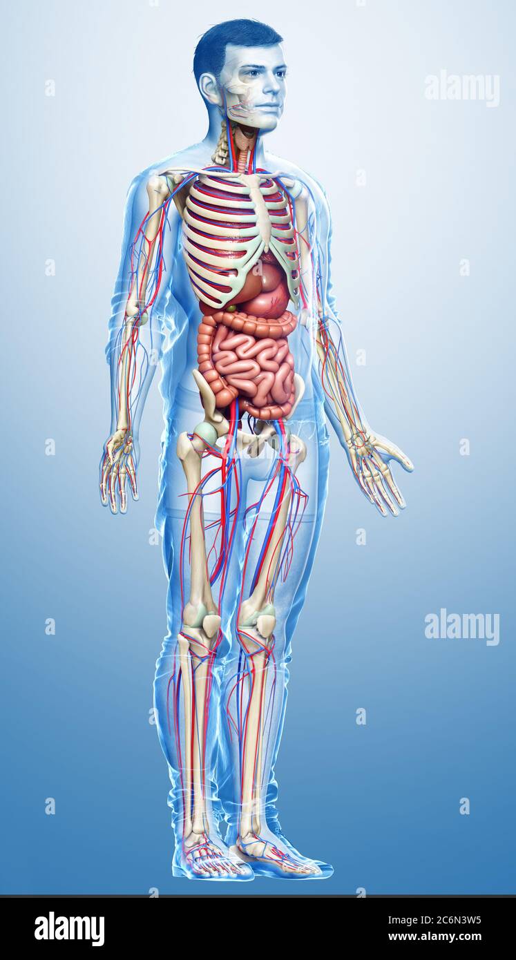 3d a rendu une illustration médicale précise des organes internes, du ...