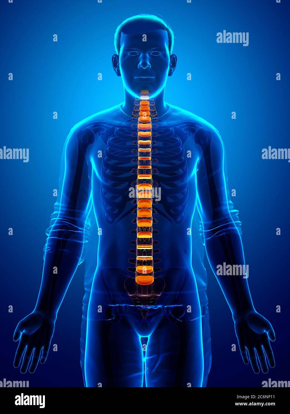 Anatomie du disque intervertébral de la colonne vertébrale Photo Stock ...