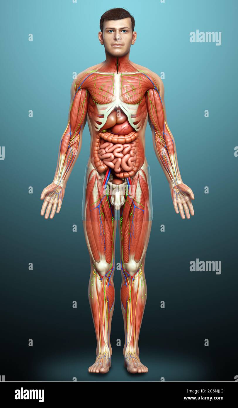 Anatomie du male Banque de photographies et d’images à haute résolution ...