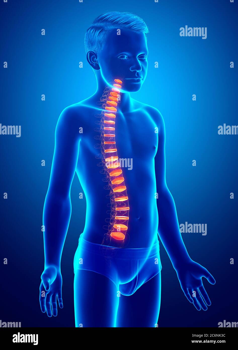 Anatomie du disque intervertébral de la colonne vertébrale Photo Stock ...