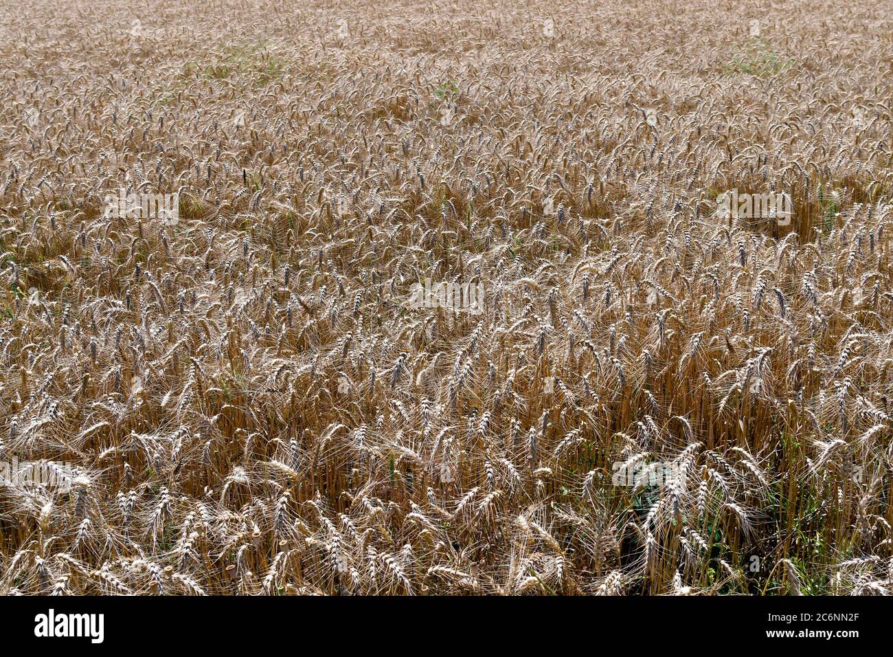 Champ de blé mûr Banque de photographies et d’images à haute résolution ...