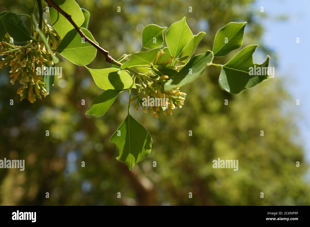 Populus seed Banque de photographies et d’images à haute résolution - Alamy