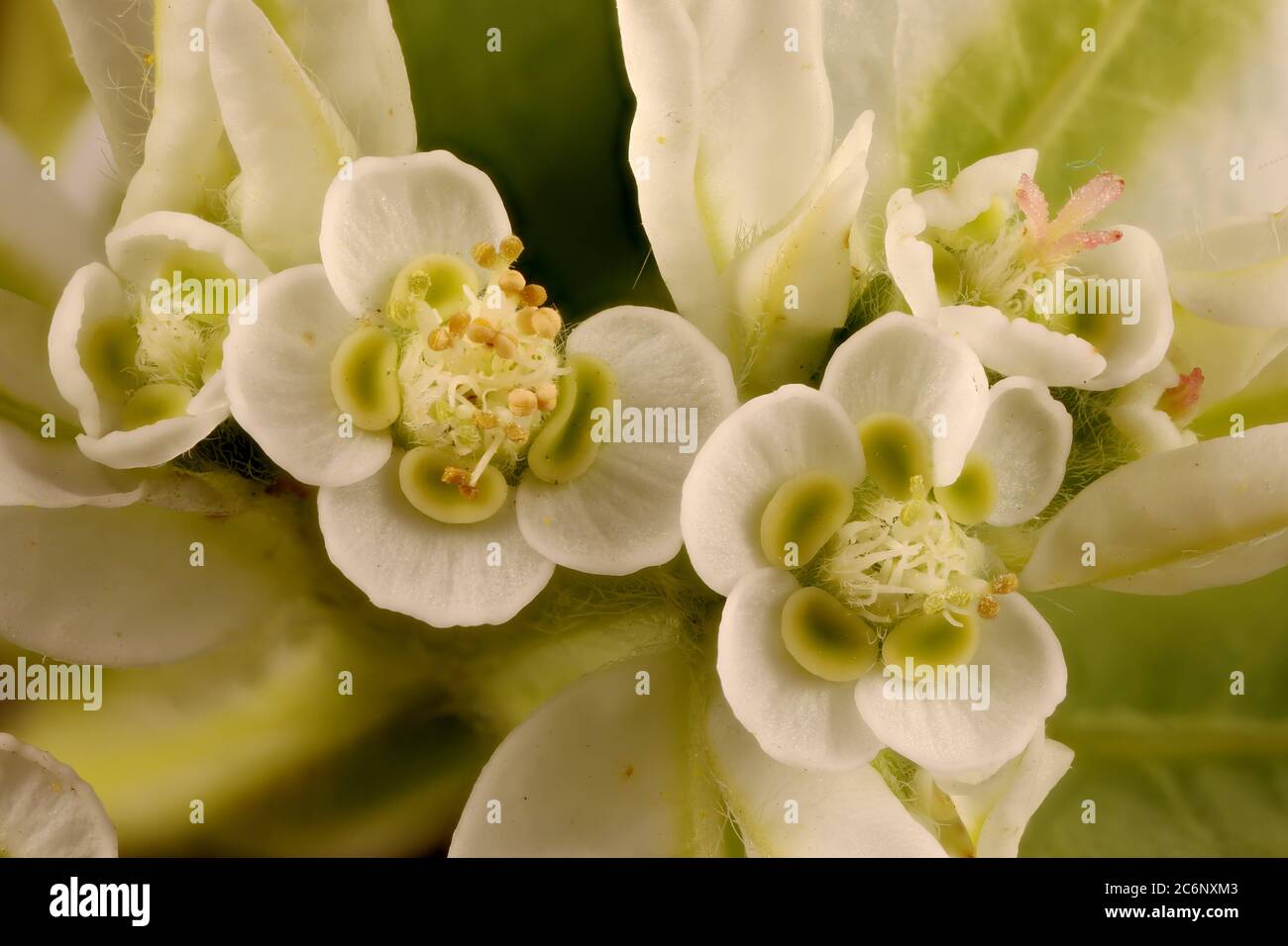 Cyathium inflorescence Banque de photographies et d’images à haute ...