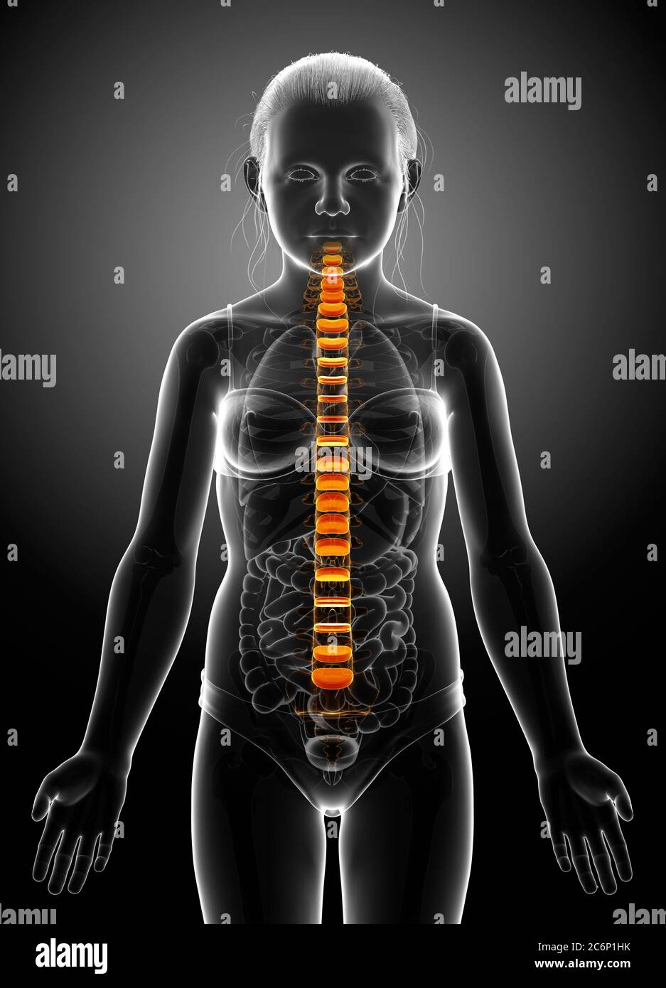 Anatomie intervertébrale du disque de la colonne vertébrale de la jeune ...