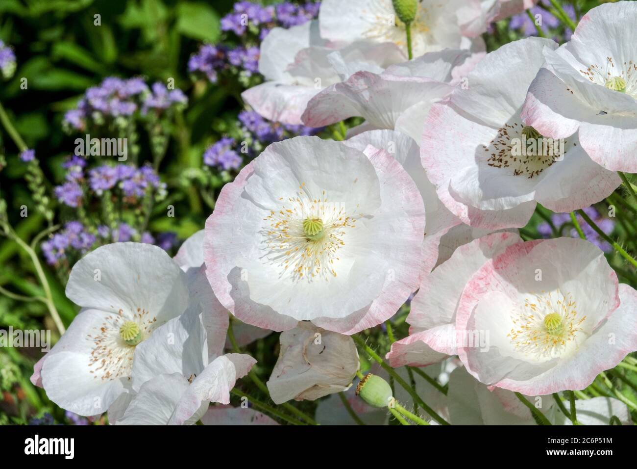 Coquelicot blanc Banque de photographies et d’images à haute résolution ...