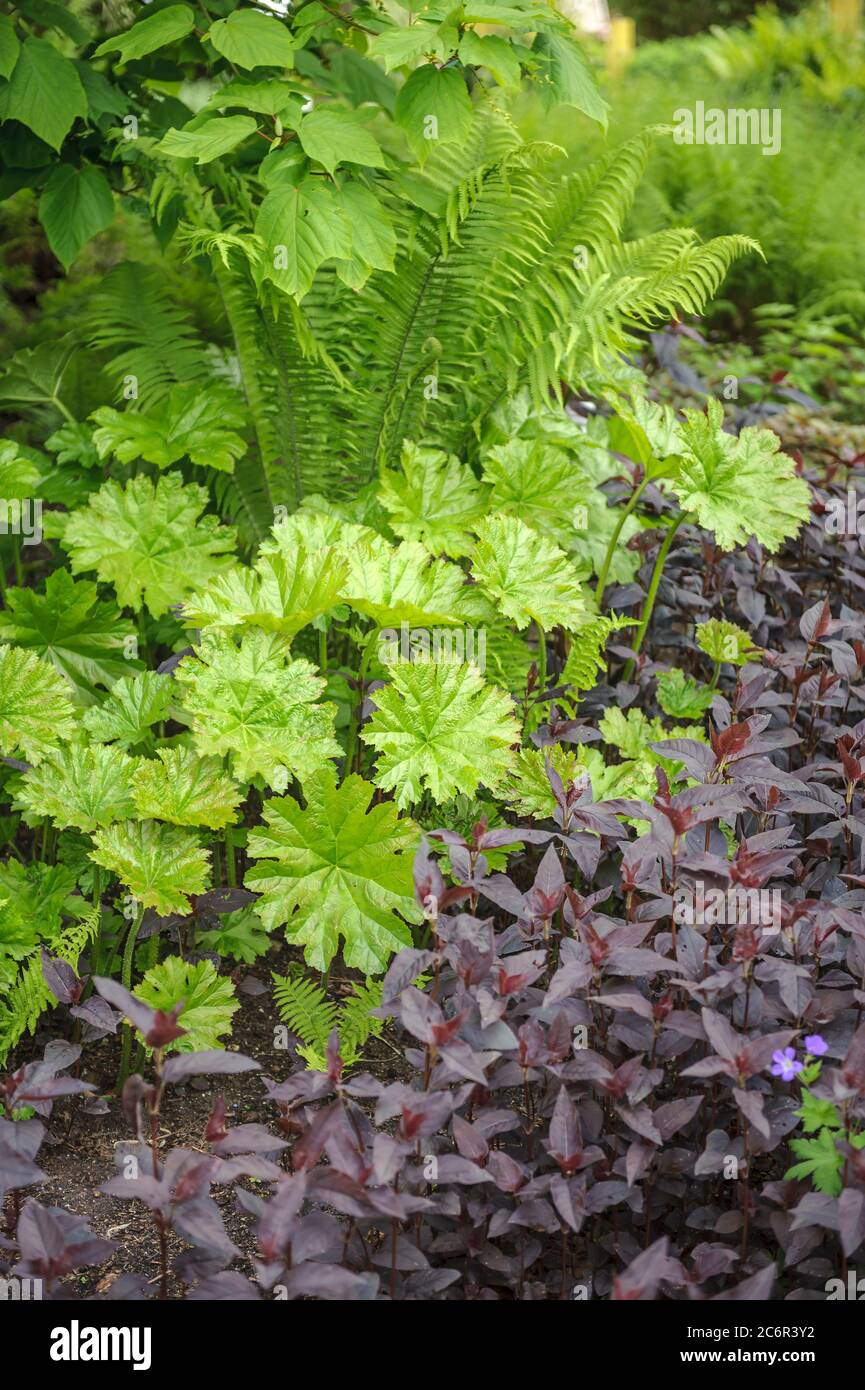 Peltiphyllum peltata darmera Banque de photographies et d’images à ...