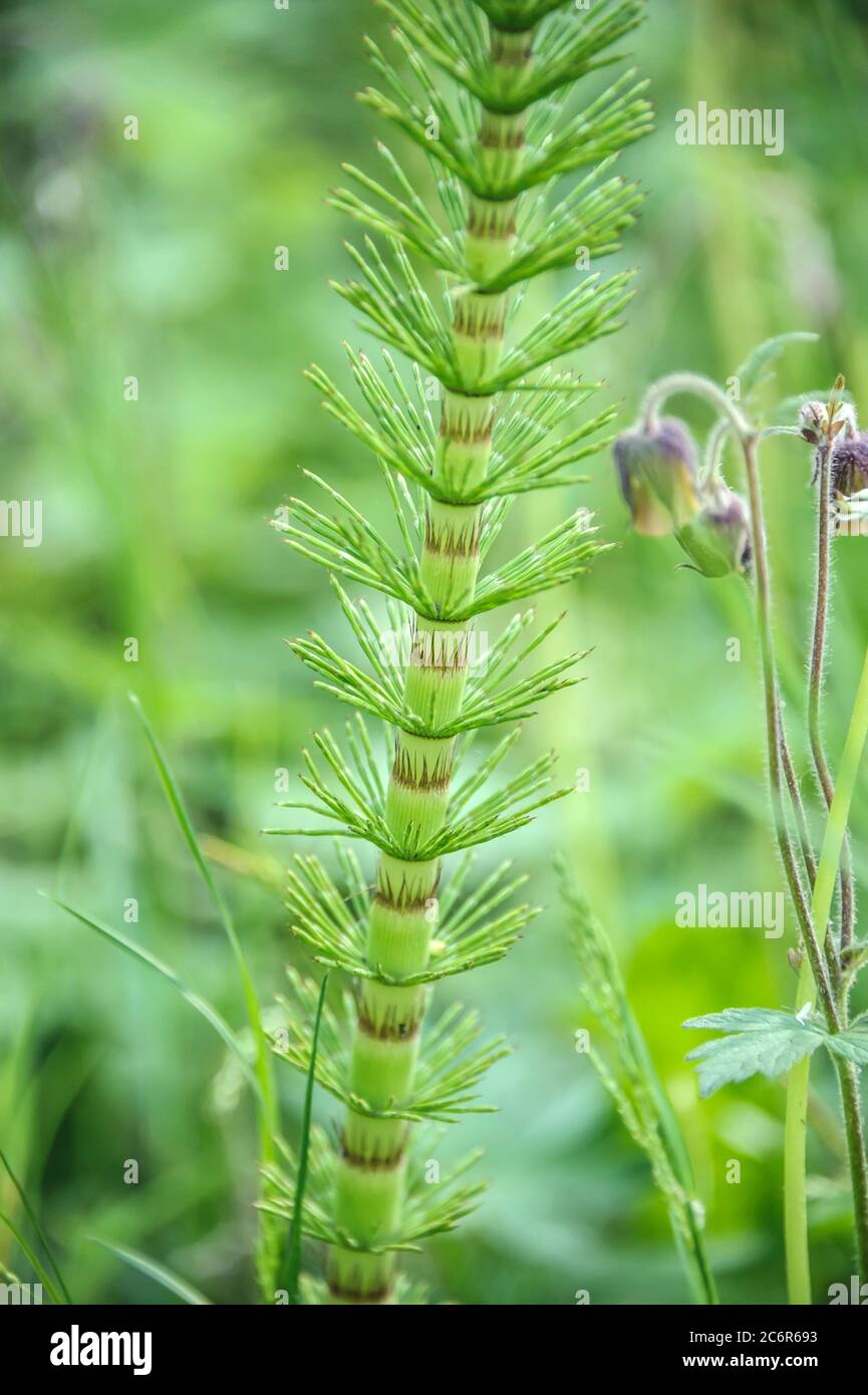 Equisetum giganteum Banque de photographies et d’images à haute ...