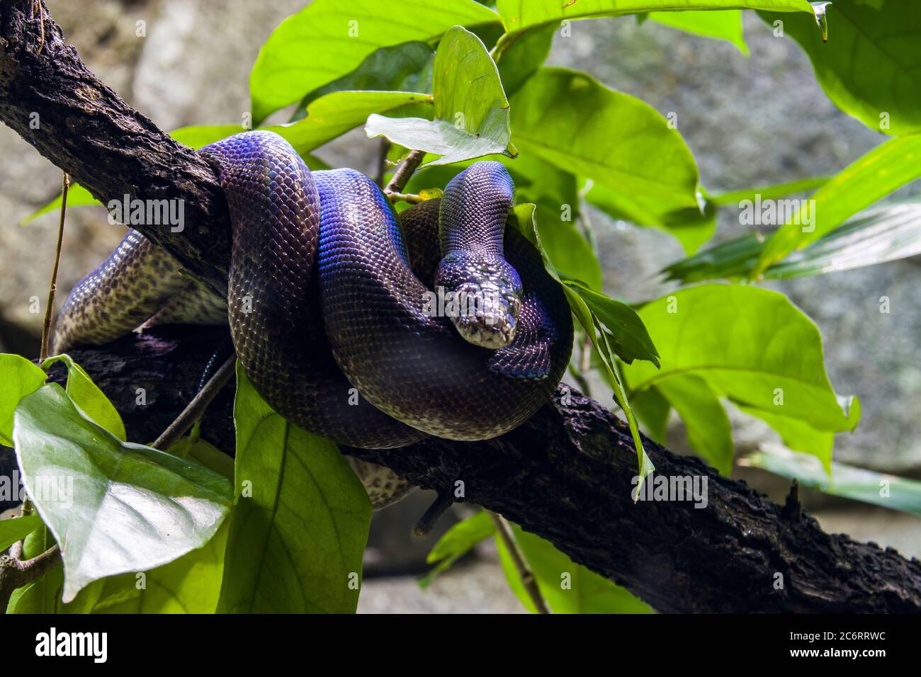 Macklots python liasis mackloti Banque de photographies et d’images à ...