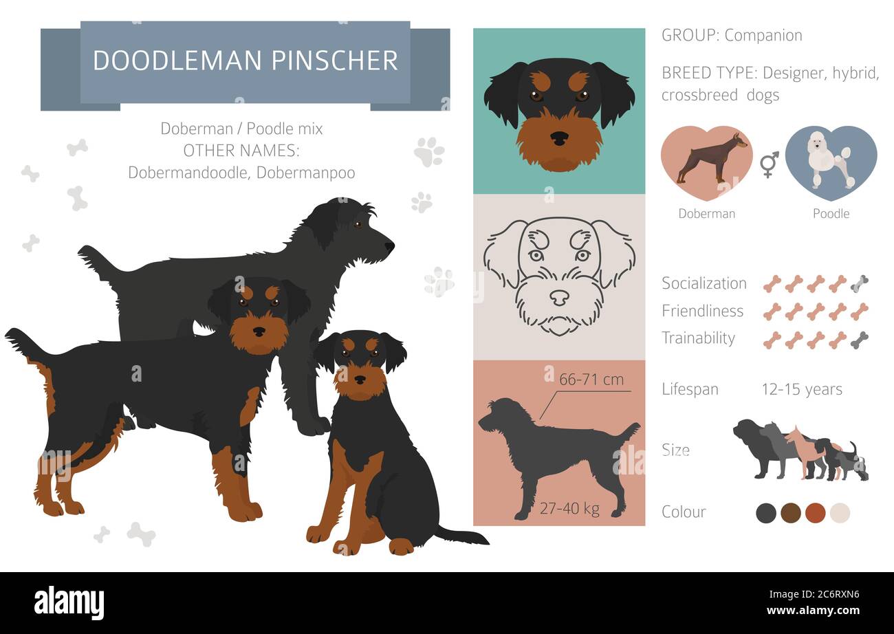 Doodleman pinscher Banque de photographies et d’images à haute ...