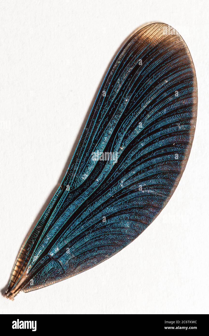 Ailes d'insectes Banque de photographies et d’images à haute résolution ...