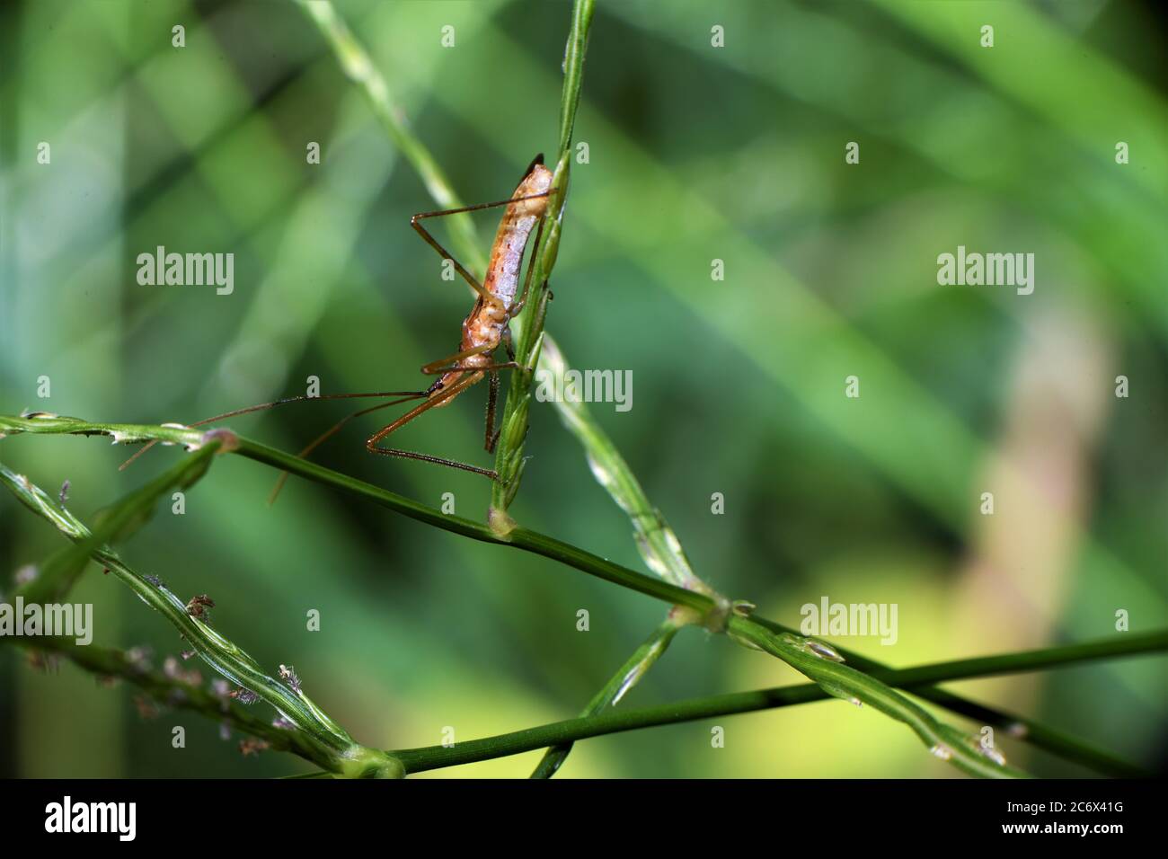 Insecte brun volant Banque de photographies et d’images à haute ...