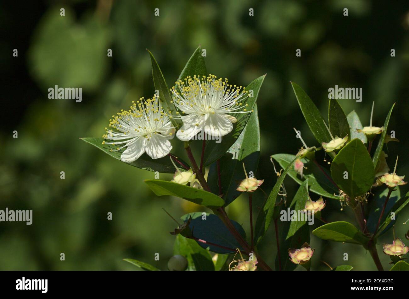 Common myrtle myrtus communis Banque de photographies et d’images à ...