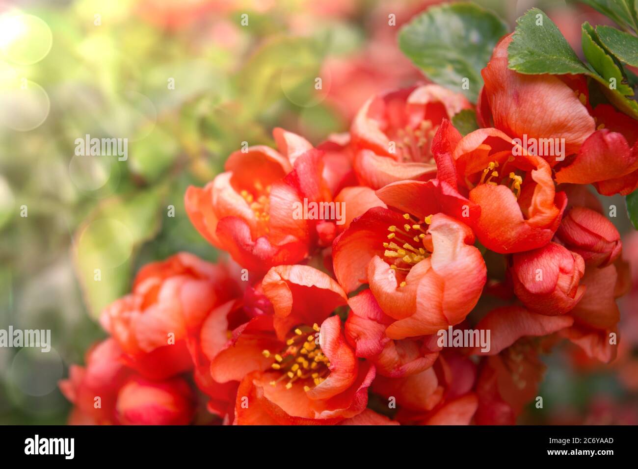 Fleurs rouges de grenade ou de Punica granatum. Branche de fleurs de ...