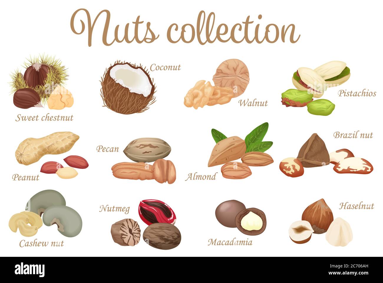 Types de noix Banque d'images vectorielles - Alamy