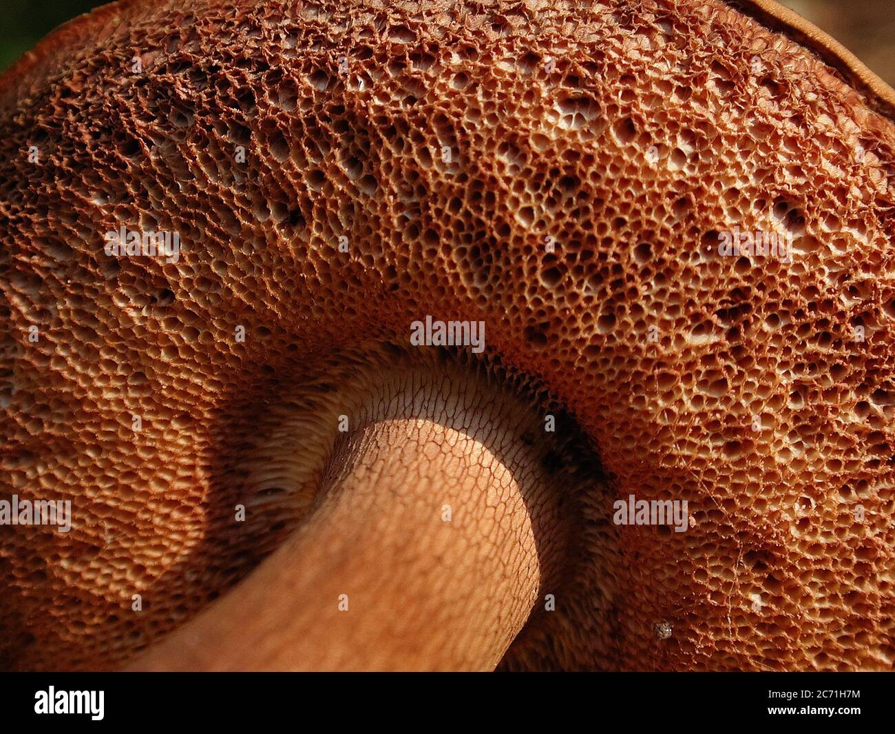 Les champignons sont une forme de champignons trouvés dans des milieux ...