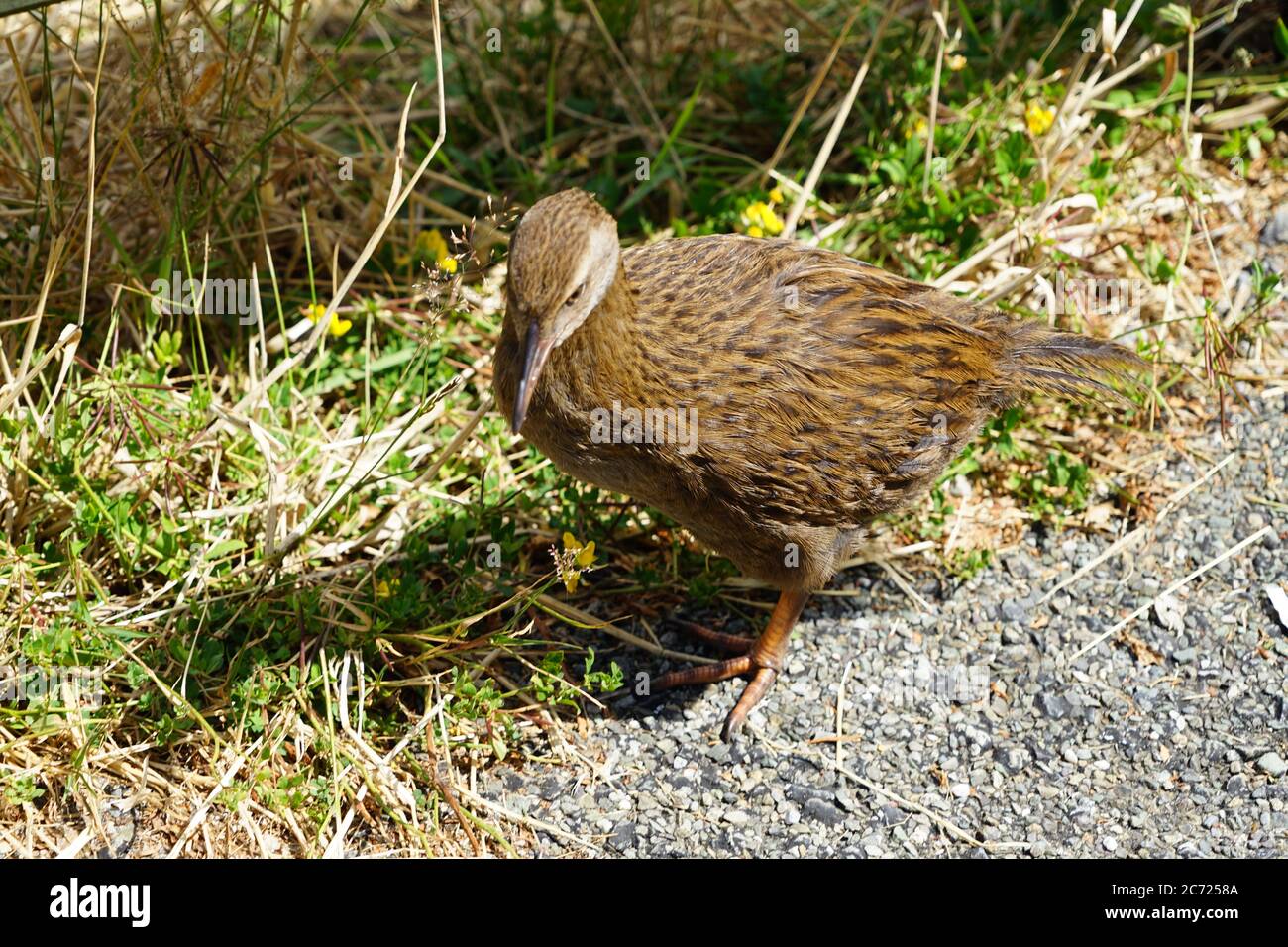 Weka baby Banque de photographies et d’images à haute résolution - Alamy