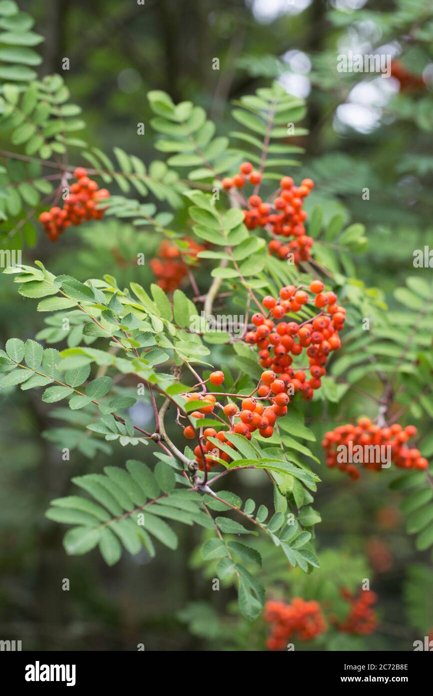 Baies sorbus aucuparia Banque de photographies et d’images à haute ...