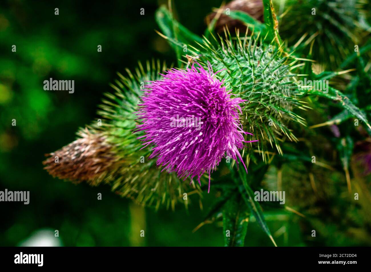Chardon de mer en fleurs Banque de photographies et d’images à haute ...