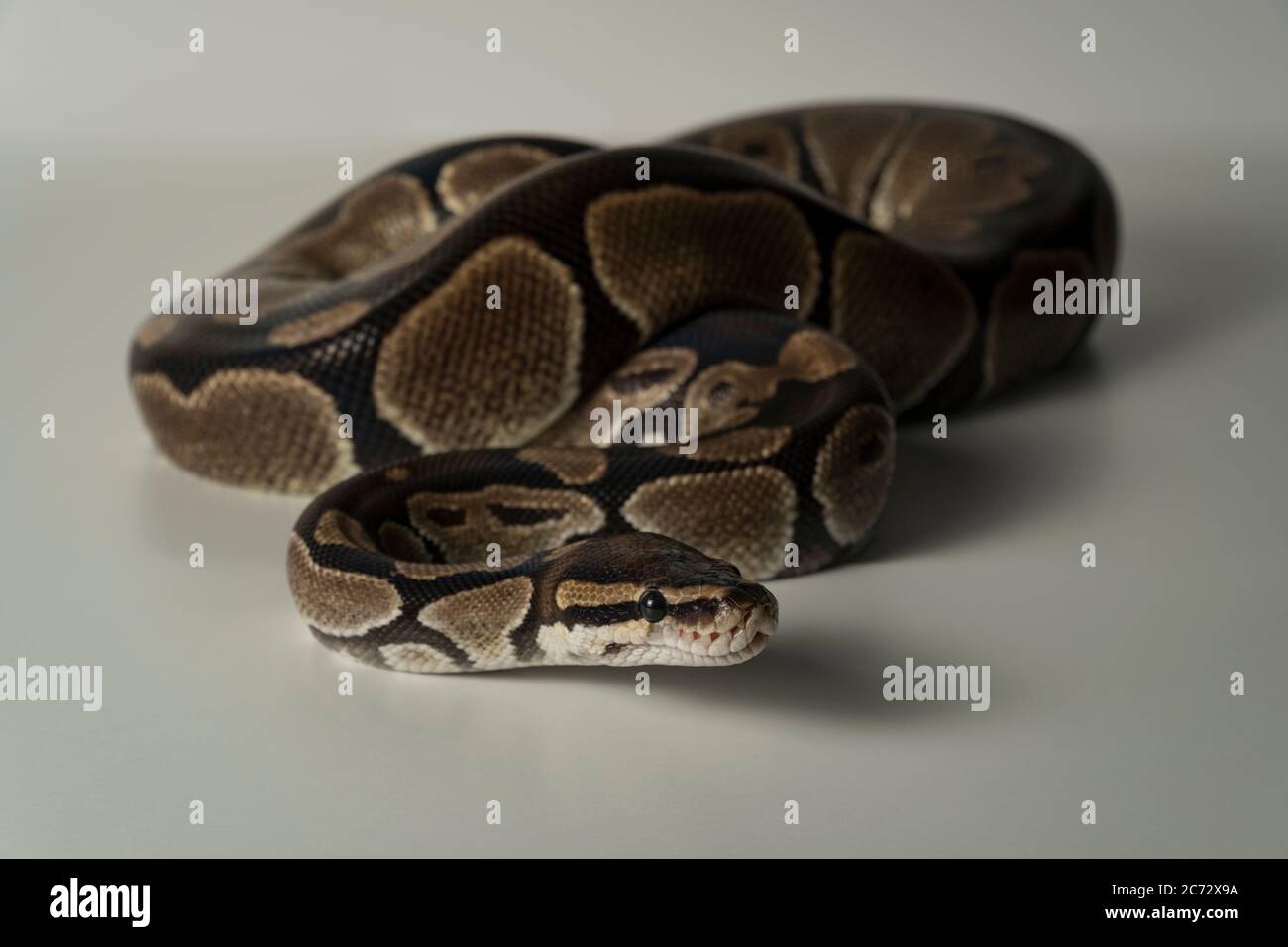 Royal python snake Banque de photographies et d’images à haute ...