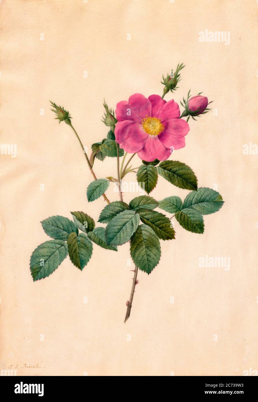 Rosa centifolia simplex Banque de photographies et d’images à haute ...
