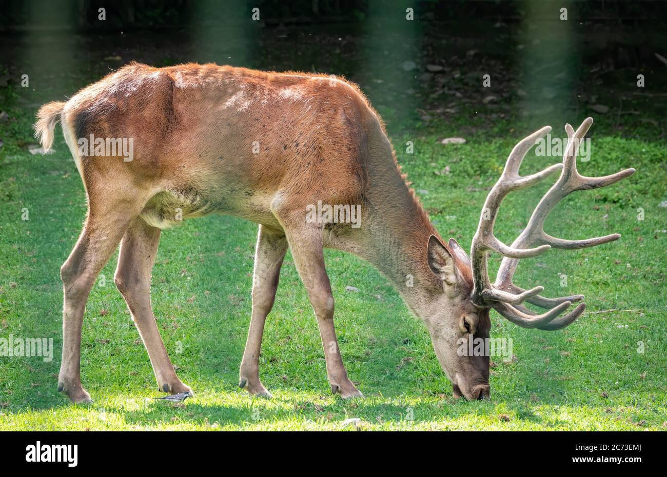 Cerf rouge avec de grandes cornes se brisent dans une verrière de forêt ...