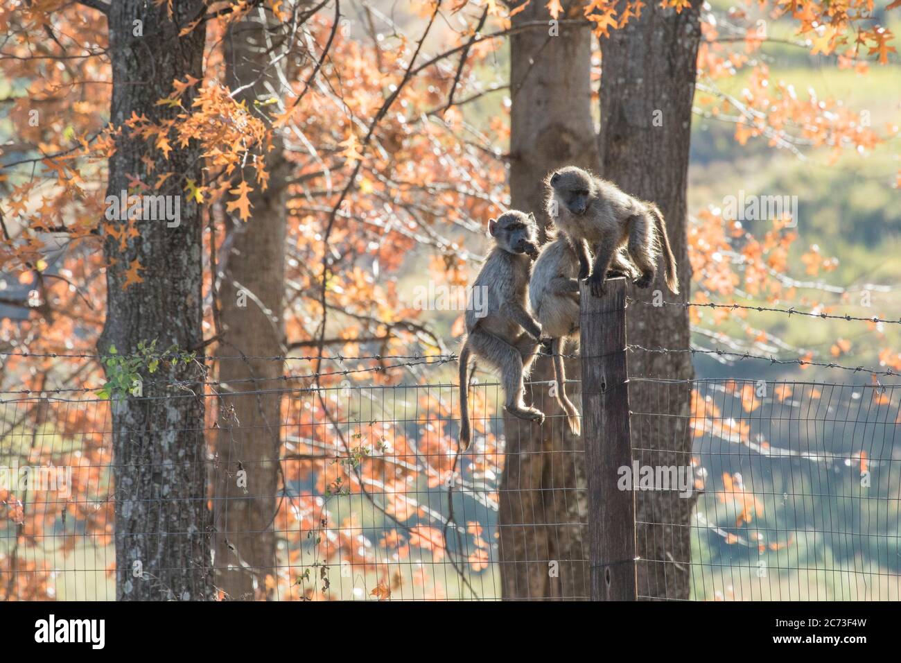 Camp didima Banque de photographies et d’images à haute résolution - Alamy