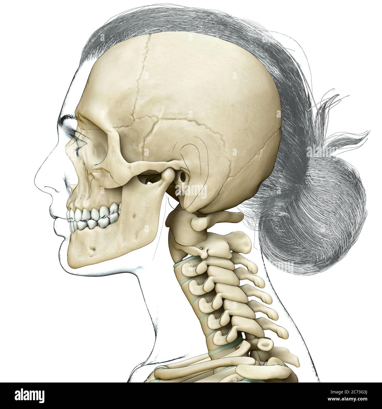 Anatomie 3d nuque crane Banque de photographies et d’images à haute ...