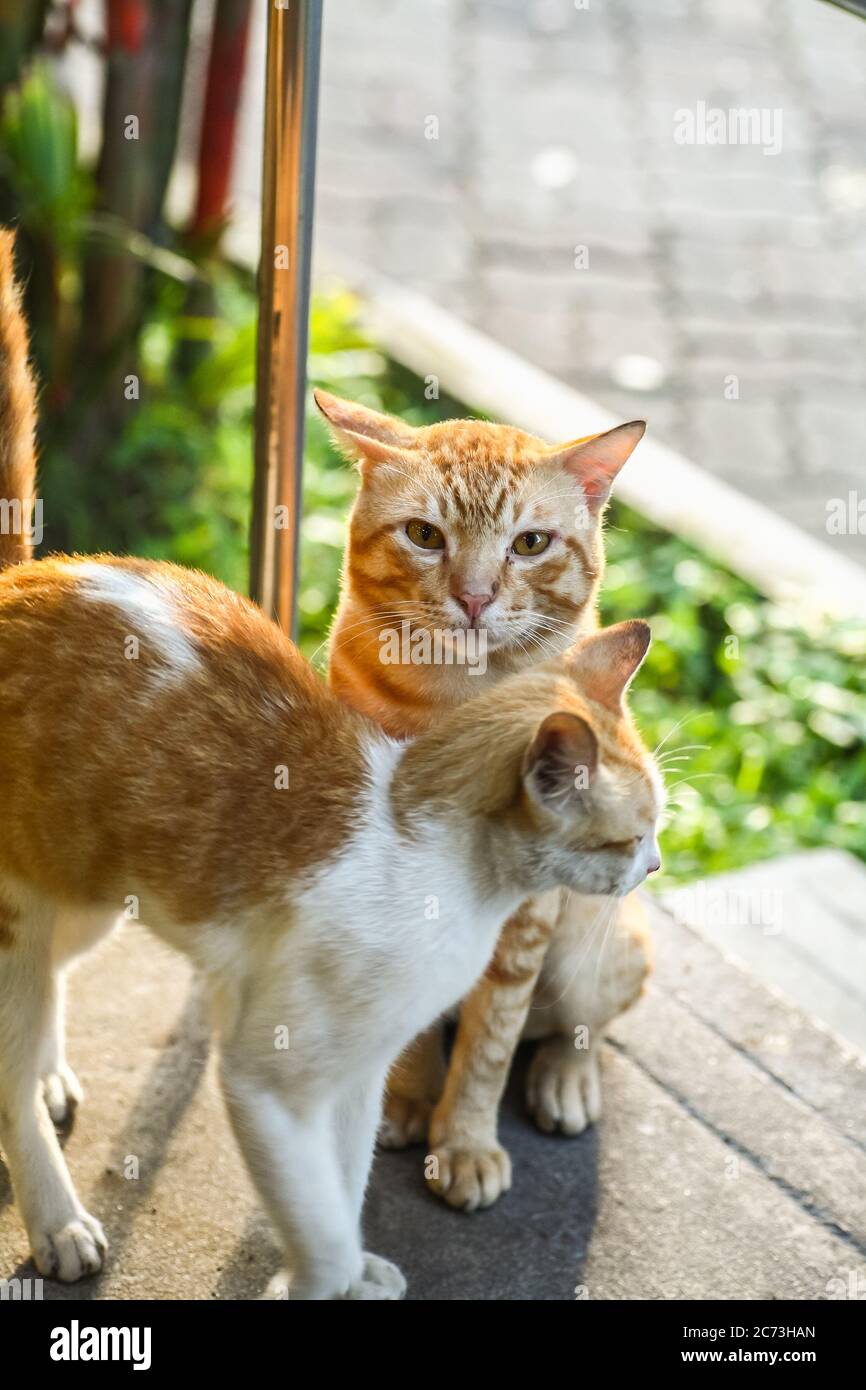 Chats dans la rue Banque de photographies et d’images à haute ...