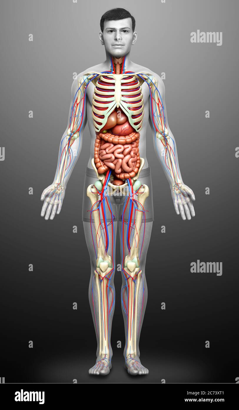 3d a rendu une illustration médicale précise des organes internes, du ...
