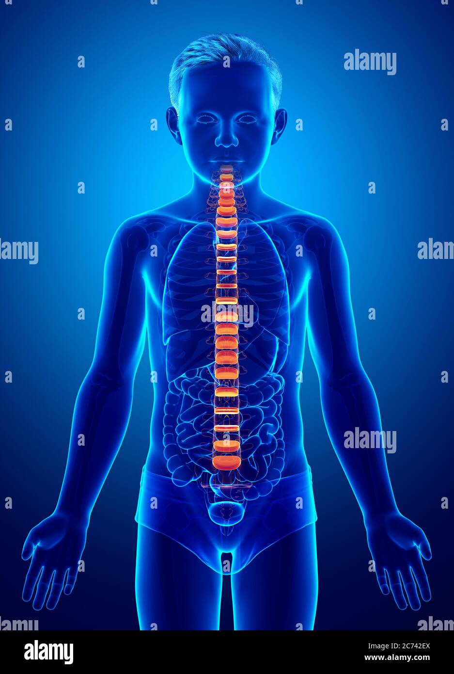 Anatomie du disque intervertébral de la colonne vertébrale Photo Stock ...