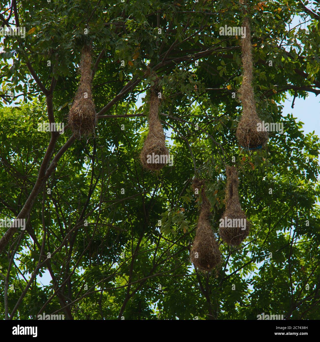 Nids suspendus d'oiseaux caciques sur un arbre à Minca en Colombie ...