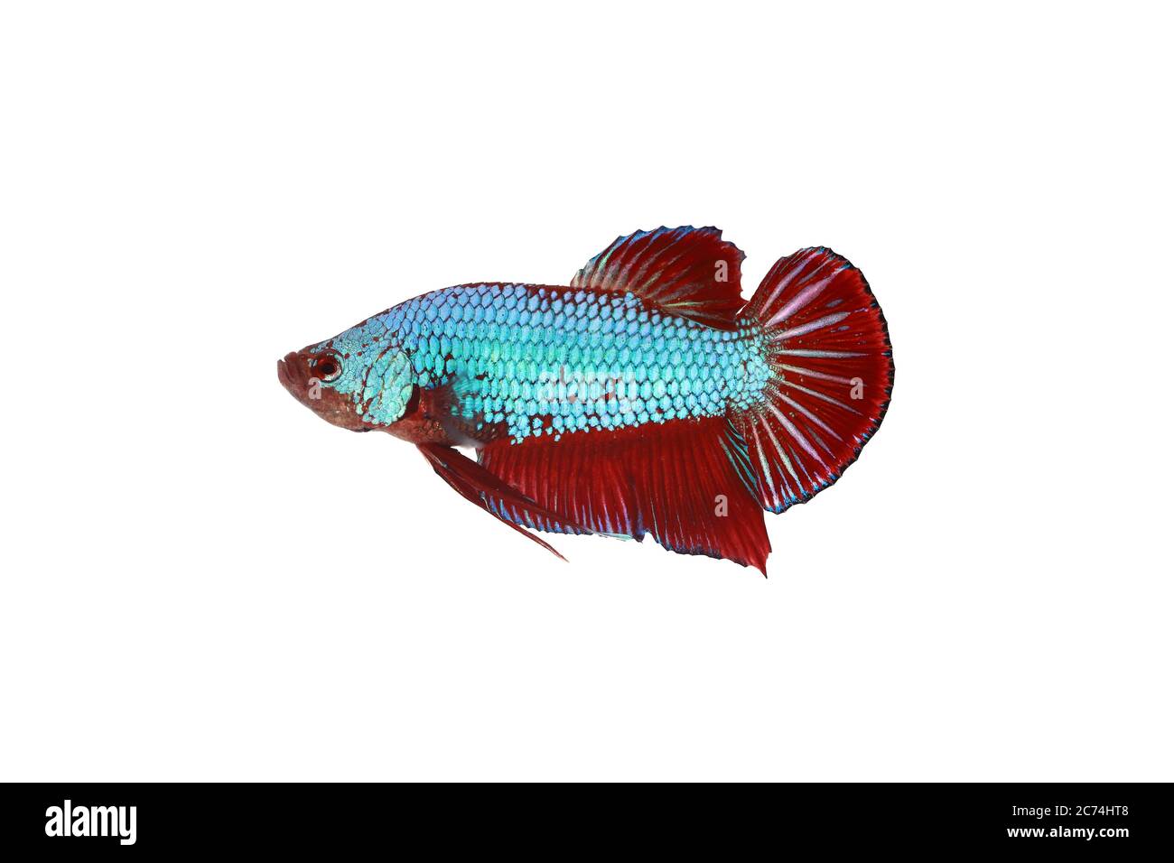 Poisson de combat siamois (Betta splenden) forme de dragon vert ...