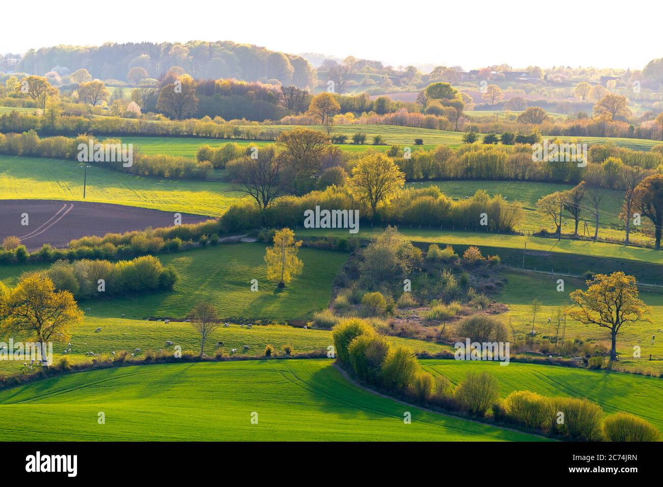 Paysage Avec Prairie Au Printemps Banque d'image et photos - Alamy