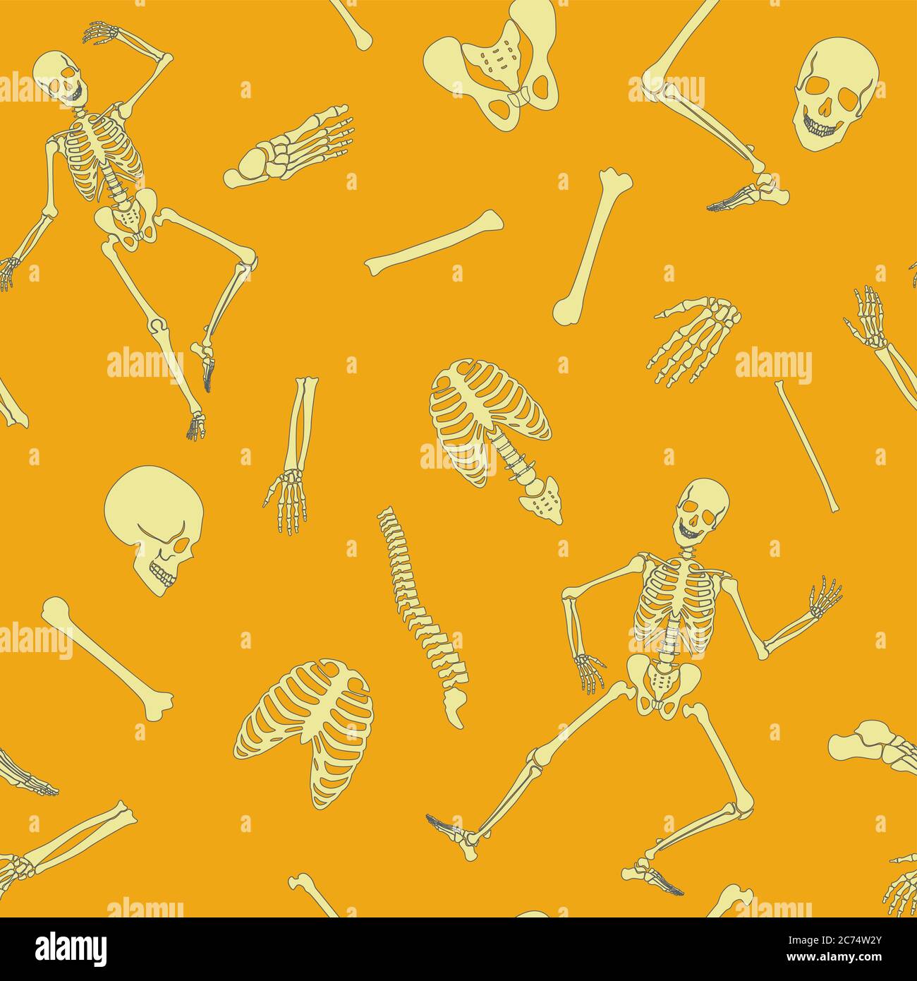 Anatomie des os du crane humain Banque d'images vectorielles - Alamy