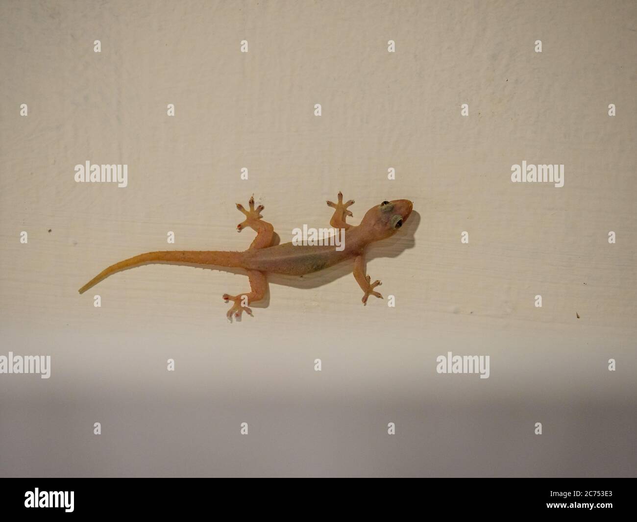 Common house gecko Banque de photographies et d’images à haute ...