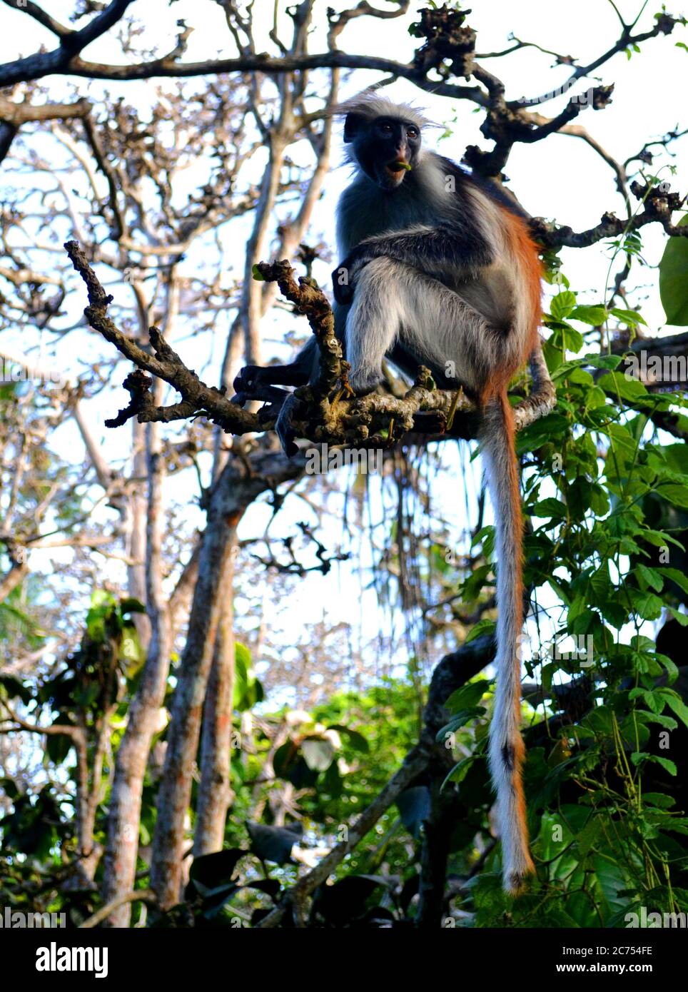 Parc national de zanzibar Banque de photographies et d’images à haute ...