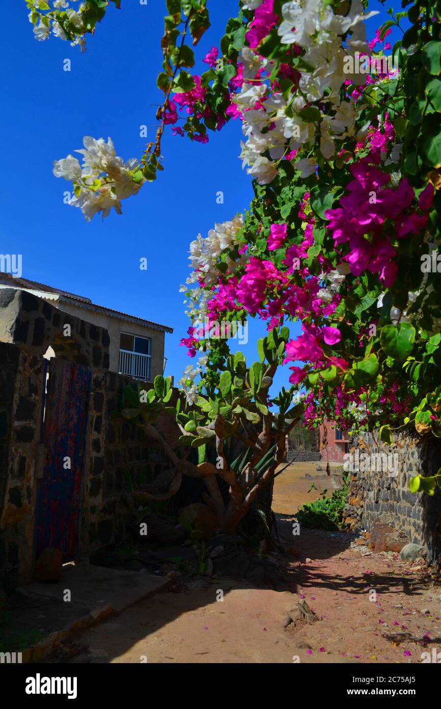 Belles fleurs colorées sur l'île de Ngor, Sénégal Photo Stock - Alamy