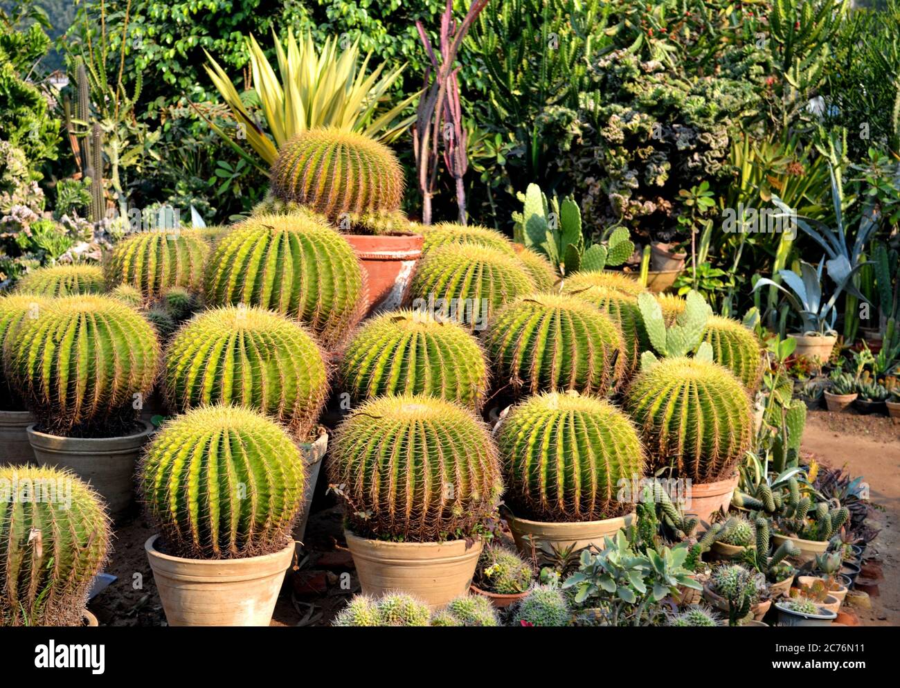 Cactus in egypt Banque de photographies et d’images à haute résolution ...