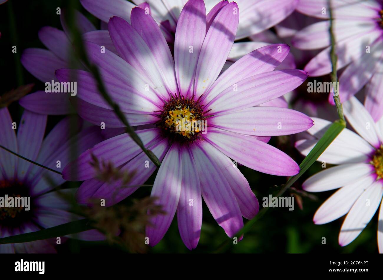 Floare alba Banque de photographies et d’images à haute résolution - Alamy
