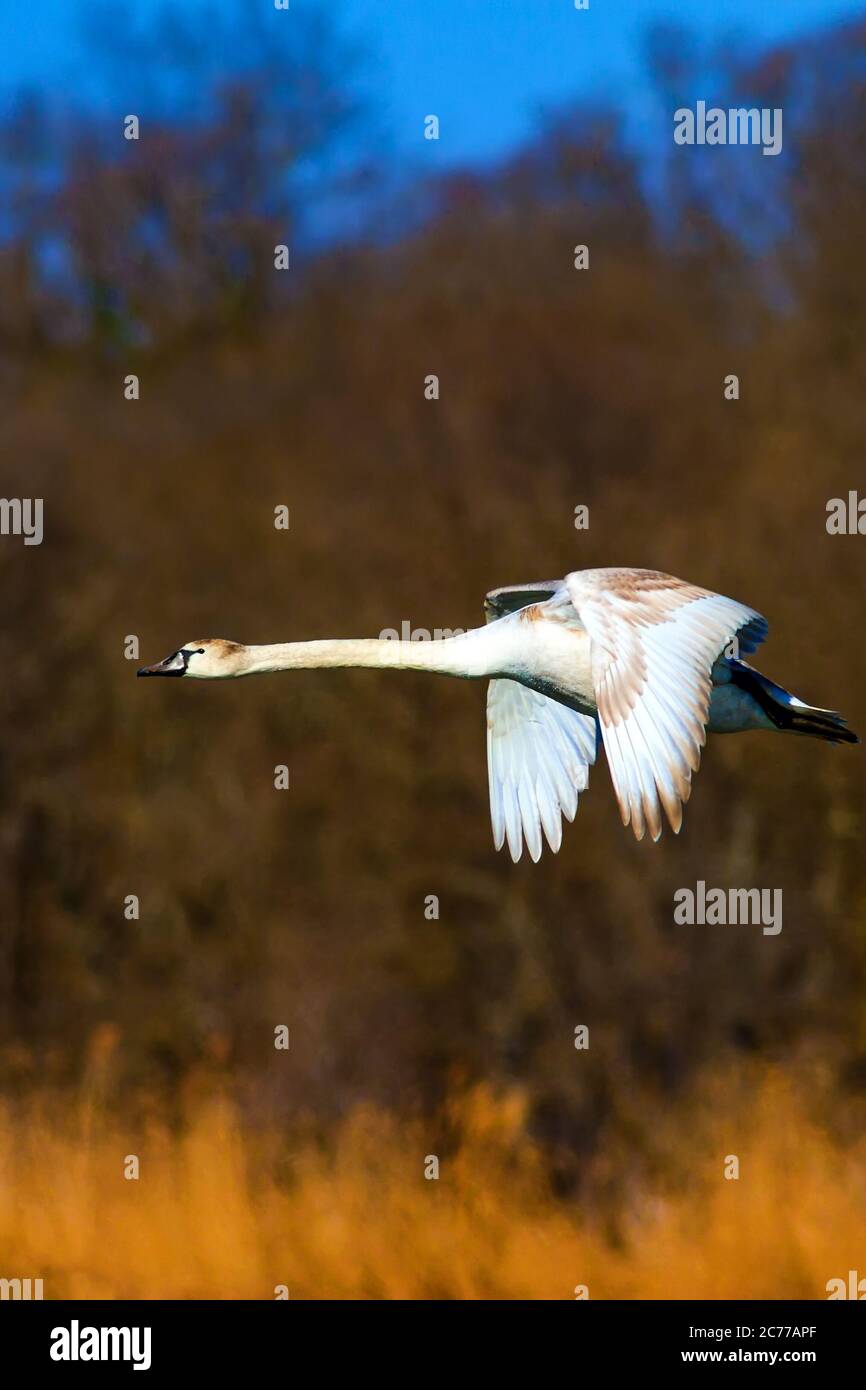 Cygne volant Banque de photographies et d’images à haute résolution - Alamy