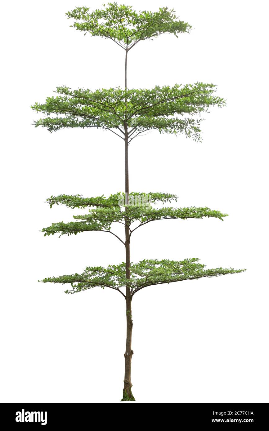 Terminalia tree Banque de photographies et d’images à haute résolution ...