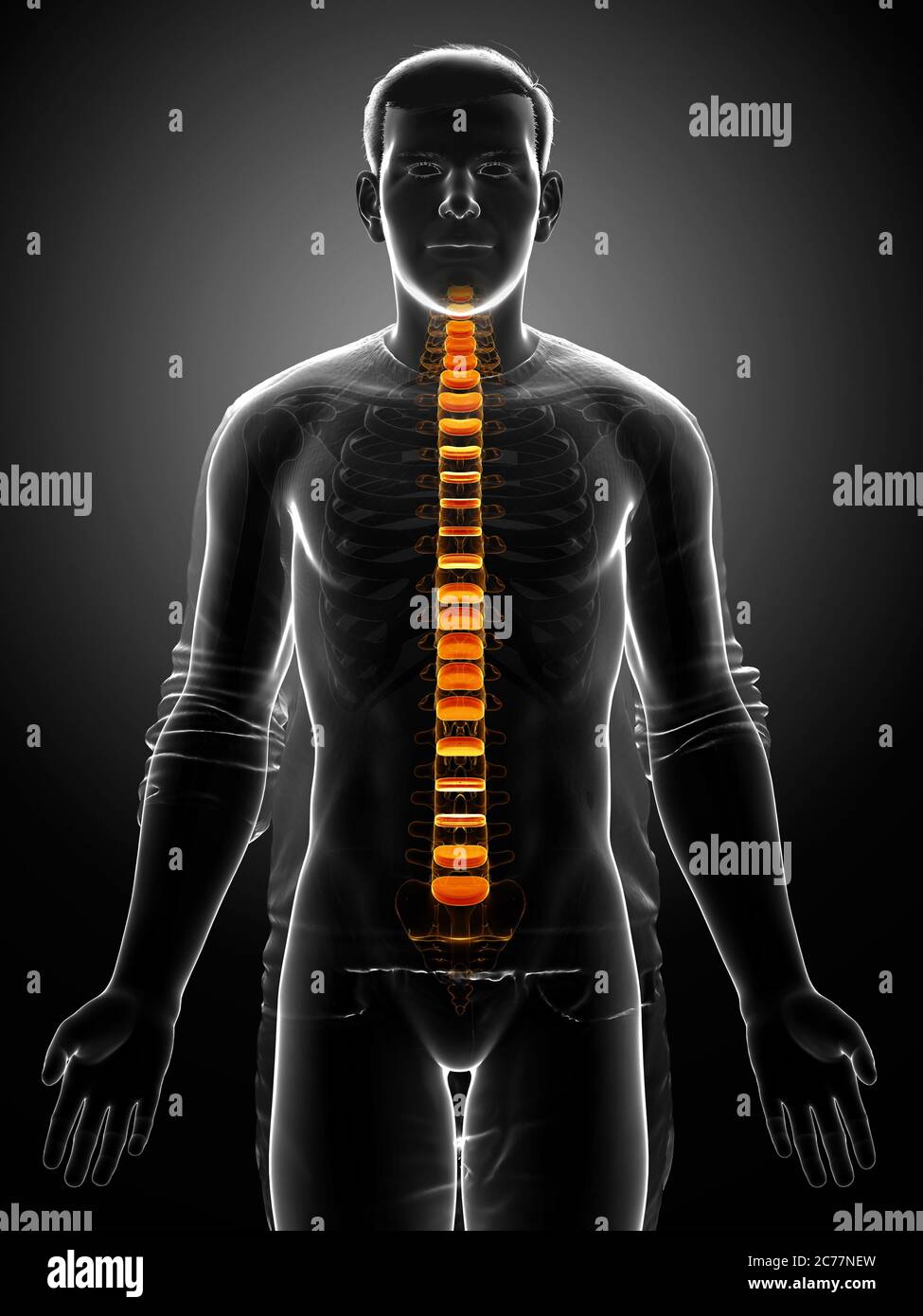 Anatomie du disque intervertébral de la colonne vertébrale Photo Stock ...