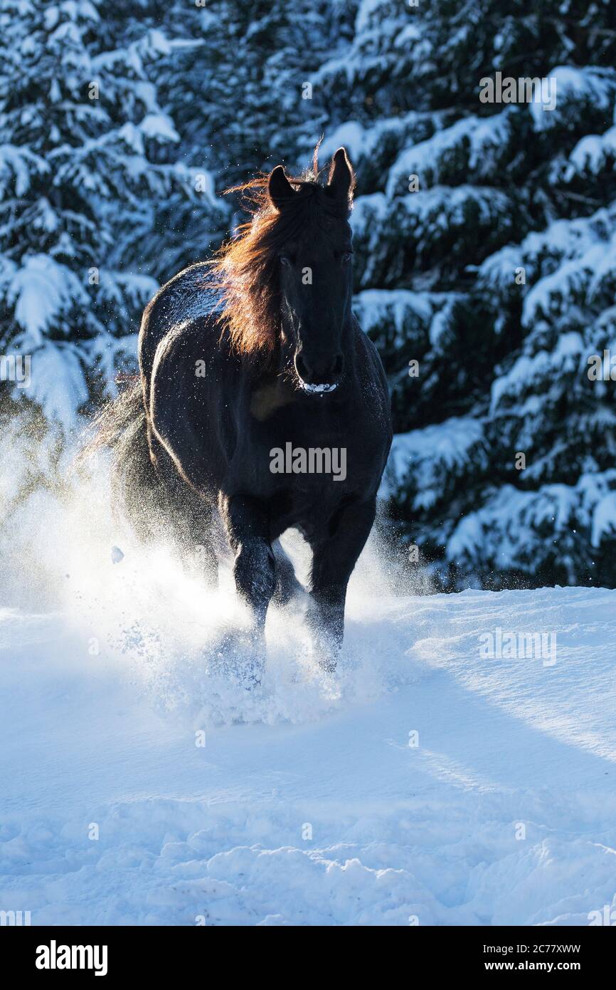 Friesian horse galloping snow Banque de photographies et d’images à ...