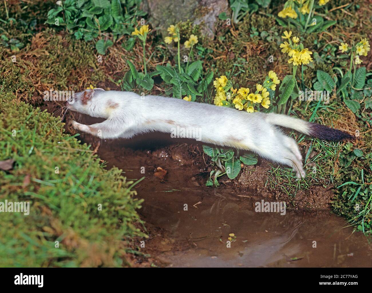 Ermine stoat mustela erminea jumping Banque de photographies et d ...