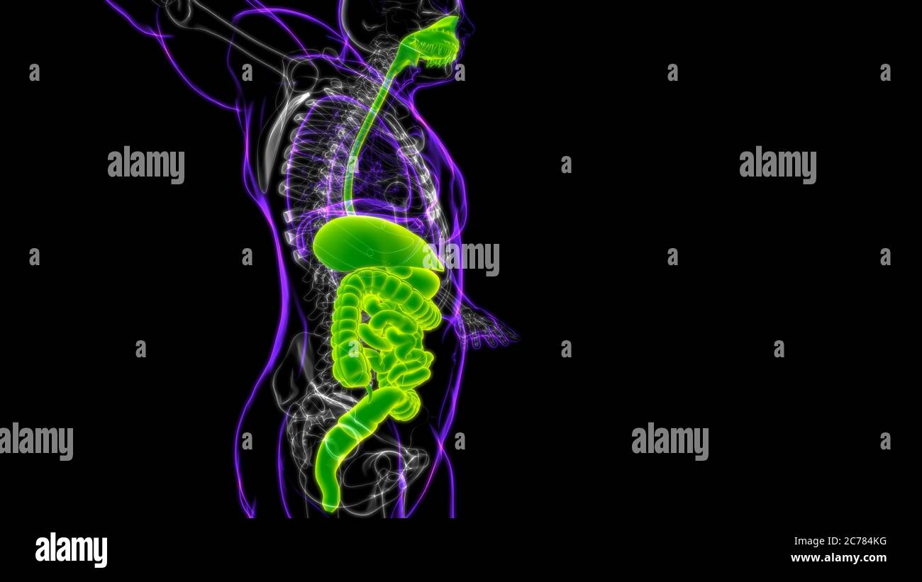 Système digestif humain Anatomy for Medical concept 3D Illustration ...