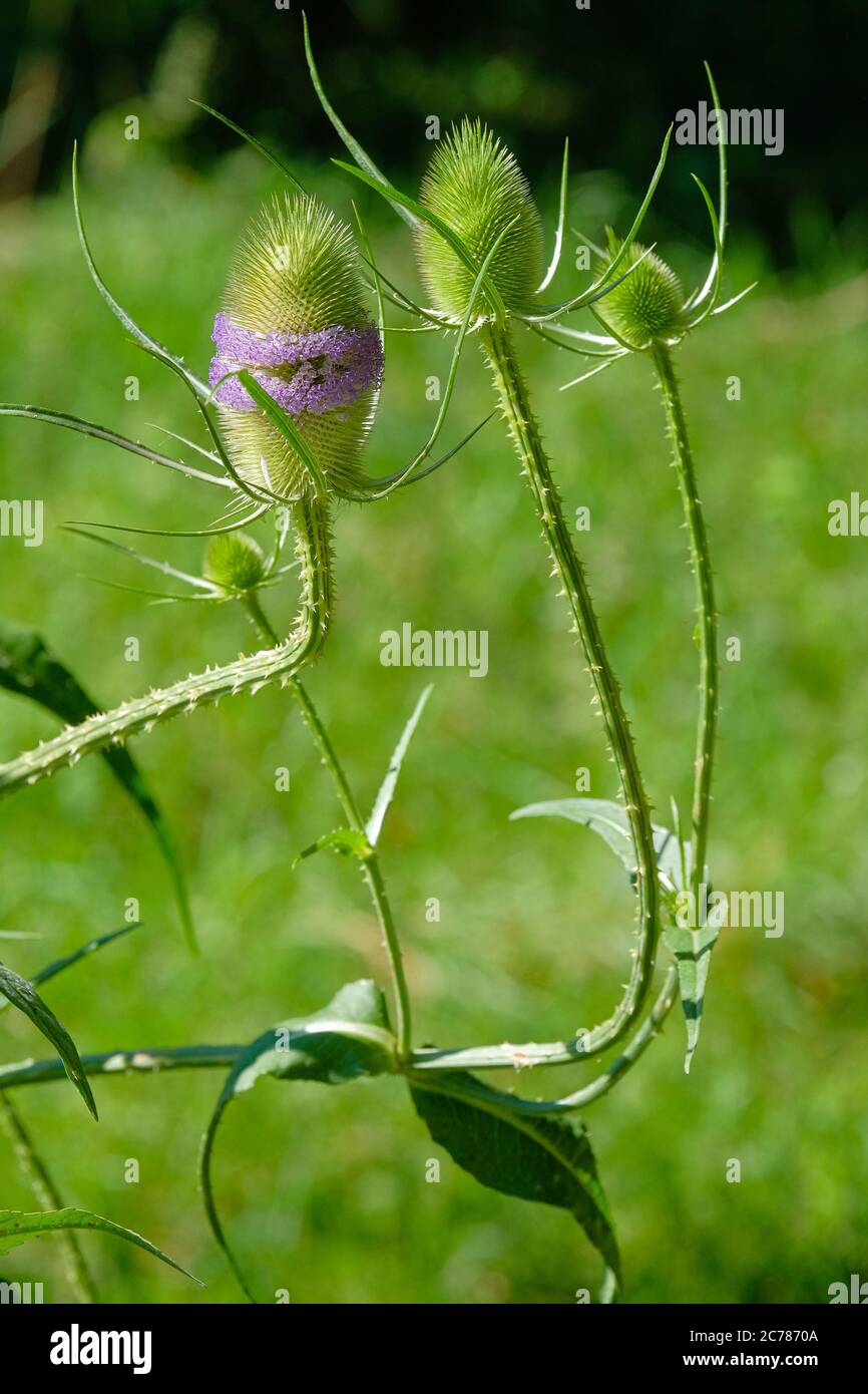 Cabaret sauvage france Banque de photographies et d’images à haute ...